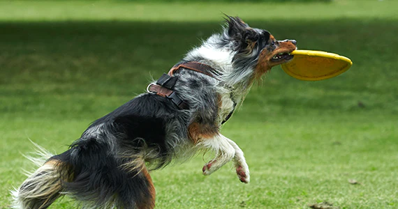 Full Enjoyment of Healthy Pet Animals with Pleasure – Barkwell Pet